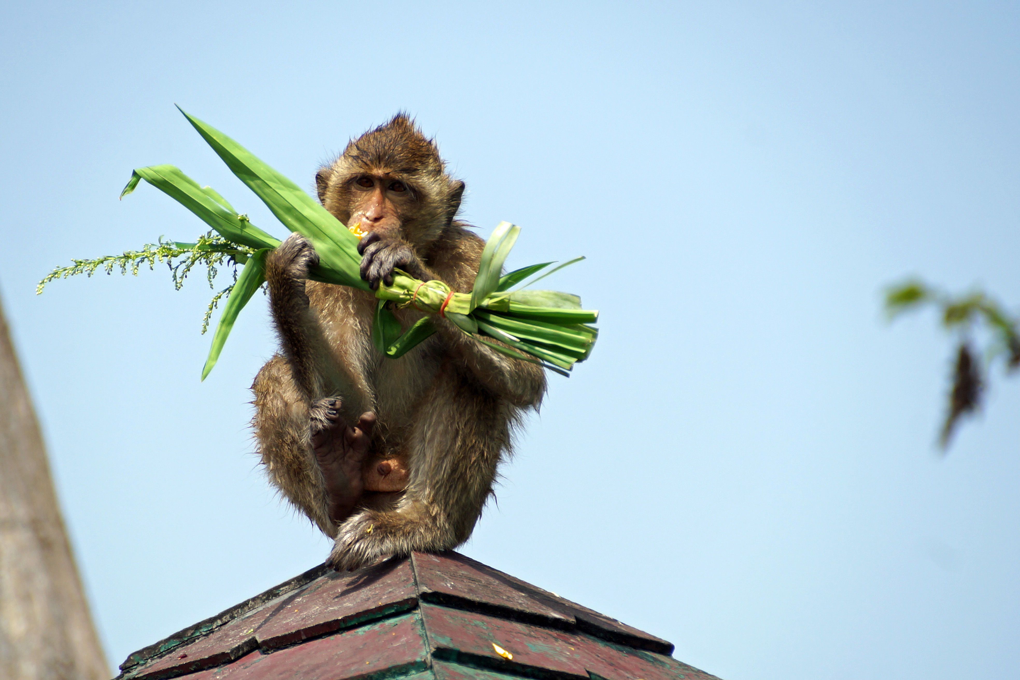 Lop Buri - Lopburi, die Stadt der Affen, Javaneraffen, Makaken, Tempel